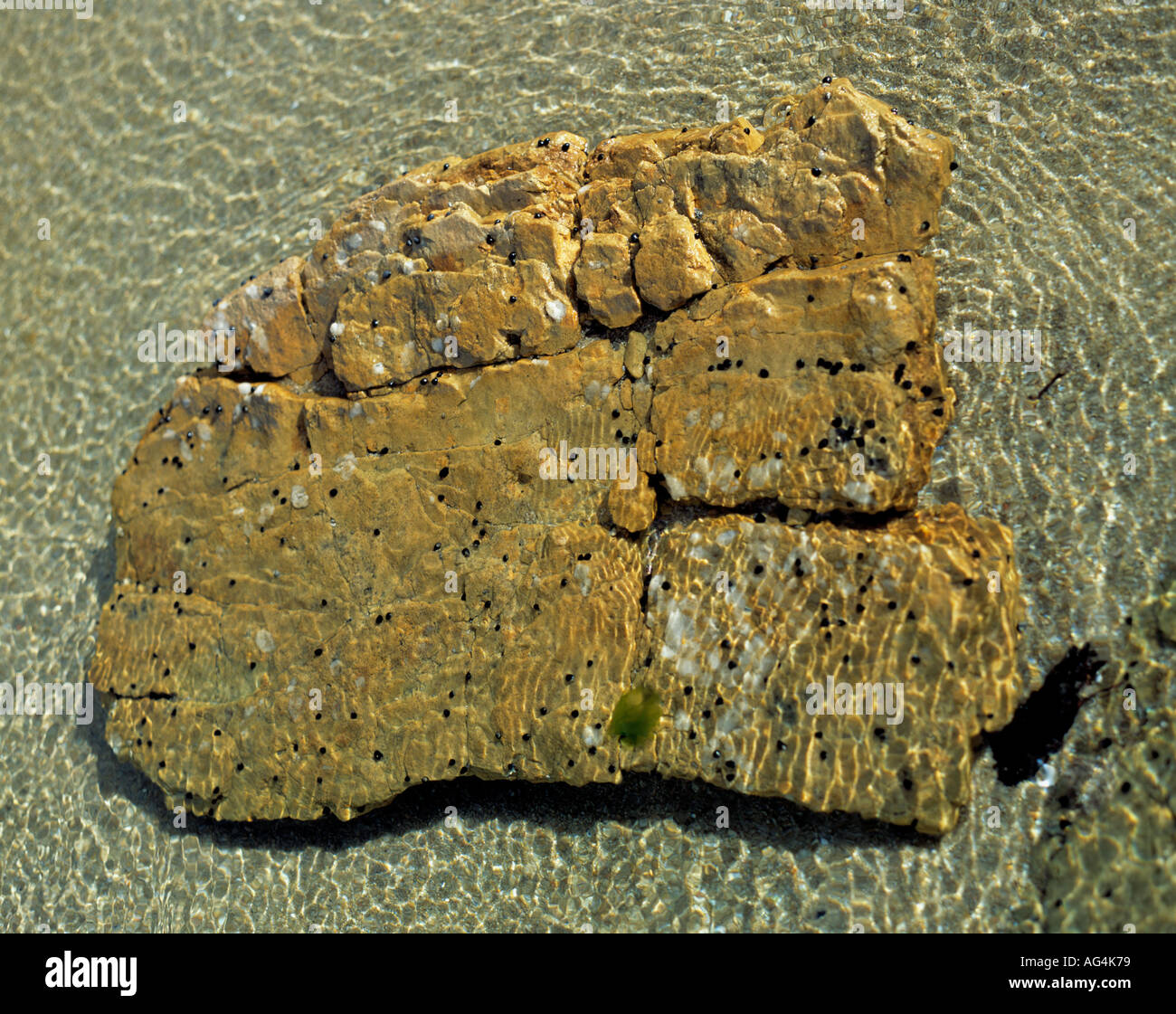 View of a rock lying on the seabed in the shape of an Alien’s head (re ...