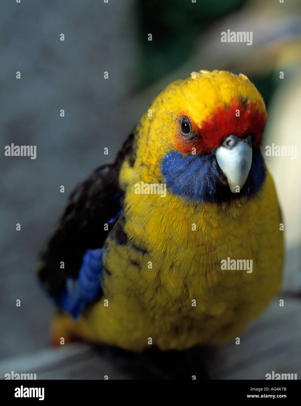 Tasmanian parrot hi-res stock photography and images - Alamy