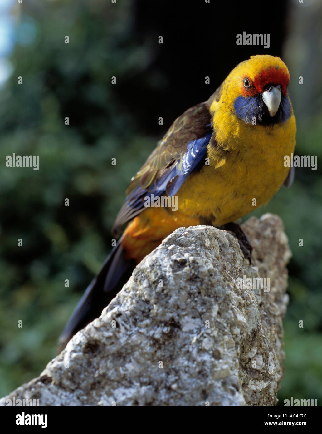 Closeup of a colourful Tasmanian parrot Stock Photo - Alamy