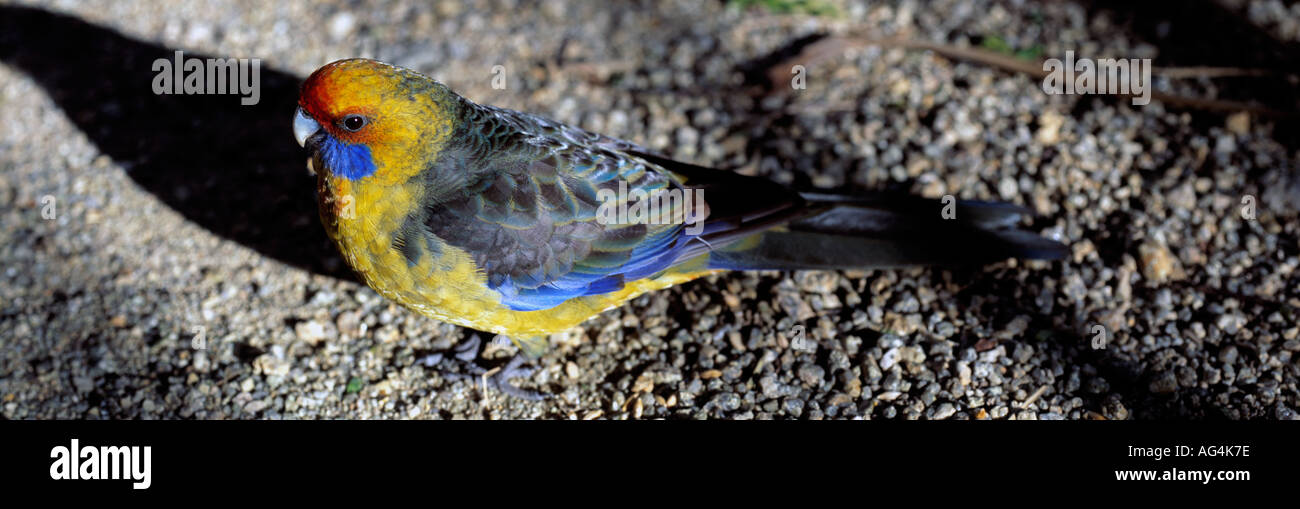 Closeup of a colourful Tasmanian parrot Stock Photo - Alamy