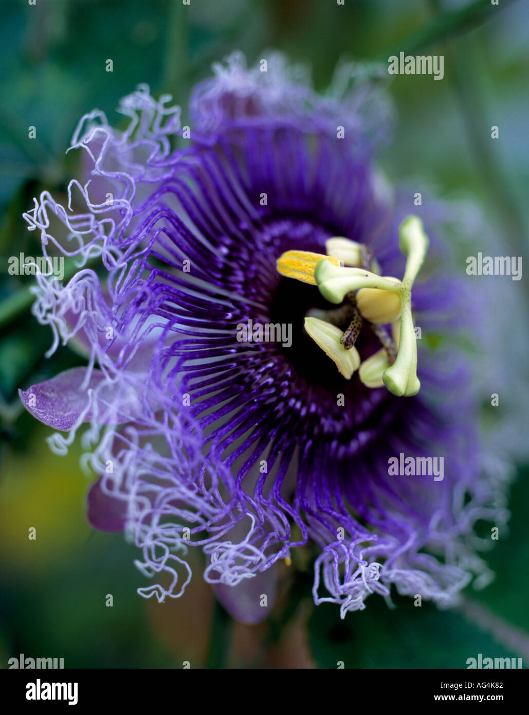 Stringy flower hi-res stock photography and images - Alamy