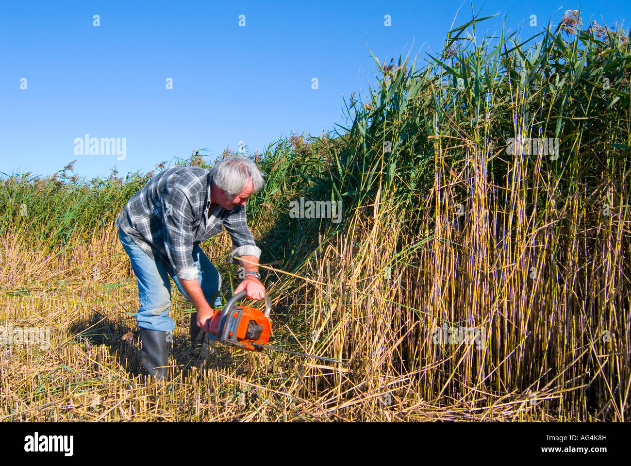 Ardara County Donegal Ireland Cutting reeds to be used in thatching a ...