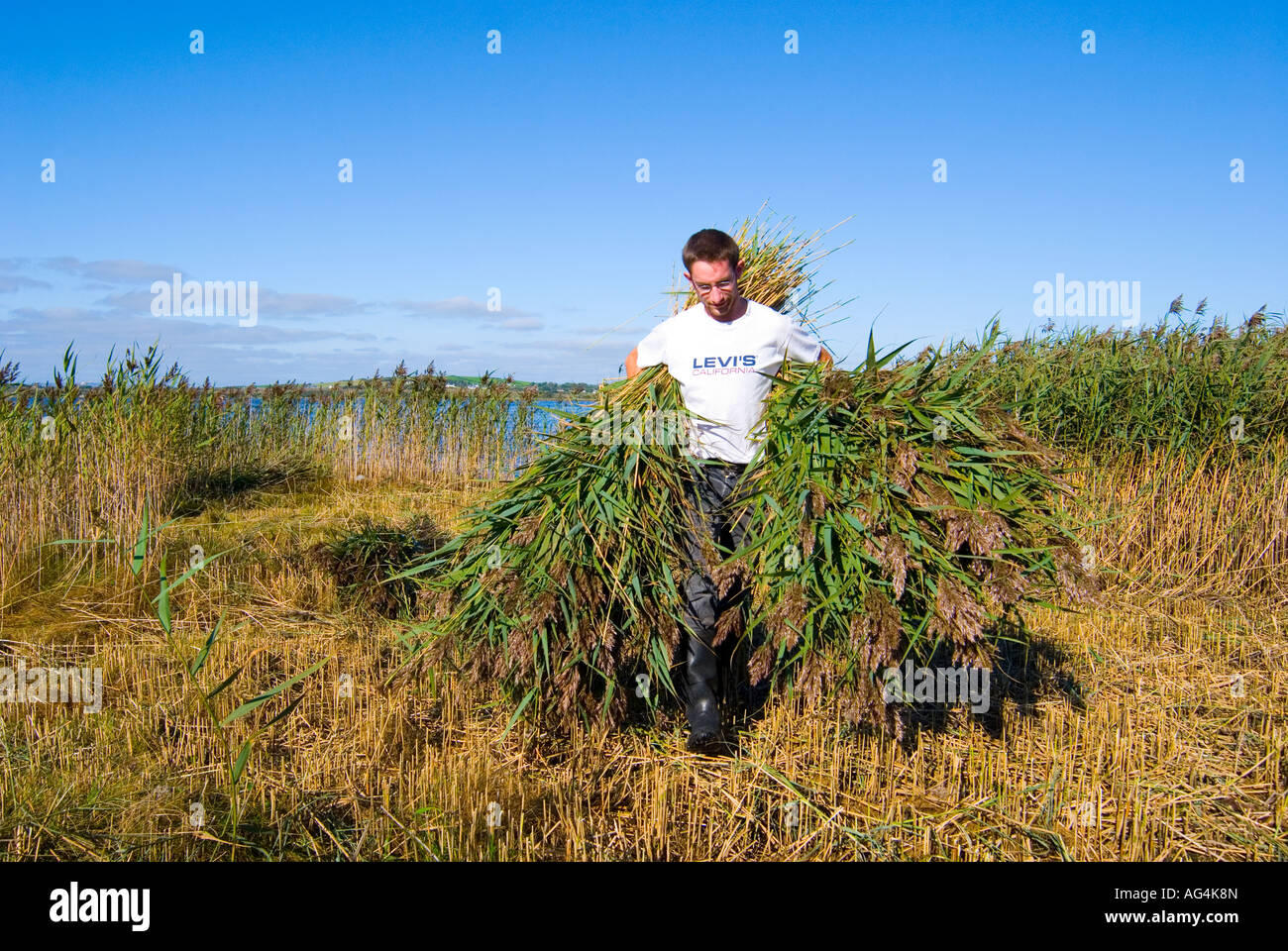 County Donegal Ireland Collecting cut reeds to be used in thatching a ...