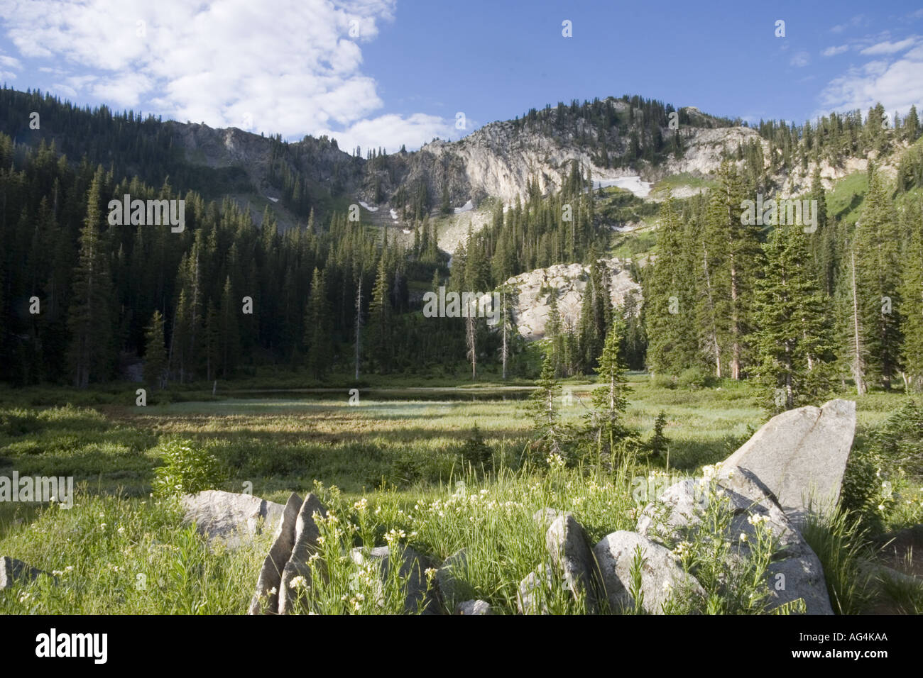 Wildflowers in an alpine meadow Stock Photo - Alamy