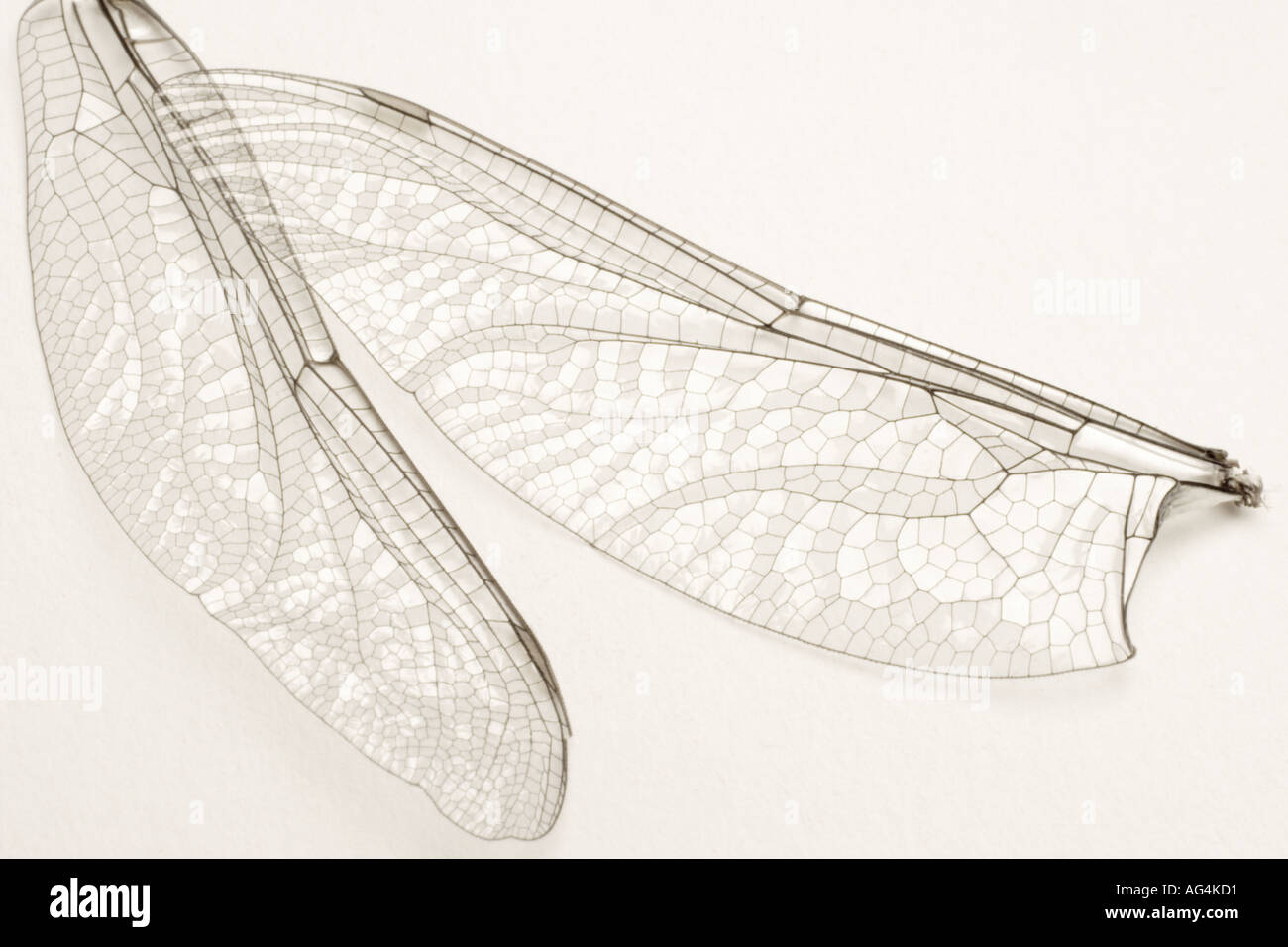 Close up view of a pair of dragonfly wings on neutral background Stock ...