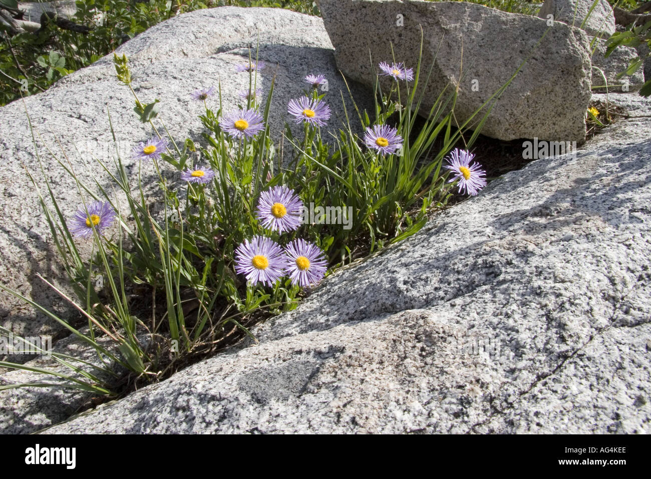 Wildflowers in a natural stone basin Stock Photo - Alamy