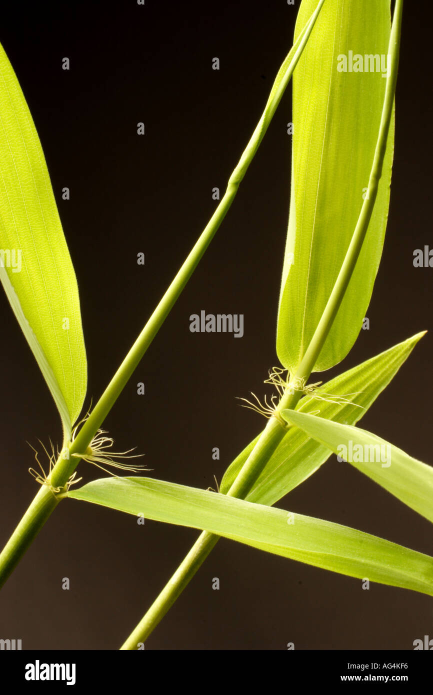 Sprouting bamboo leaves hi-res stock photography and images - Alamy