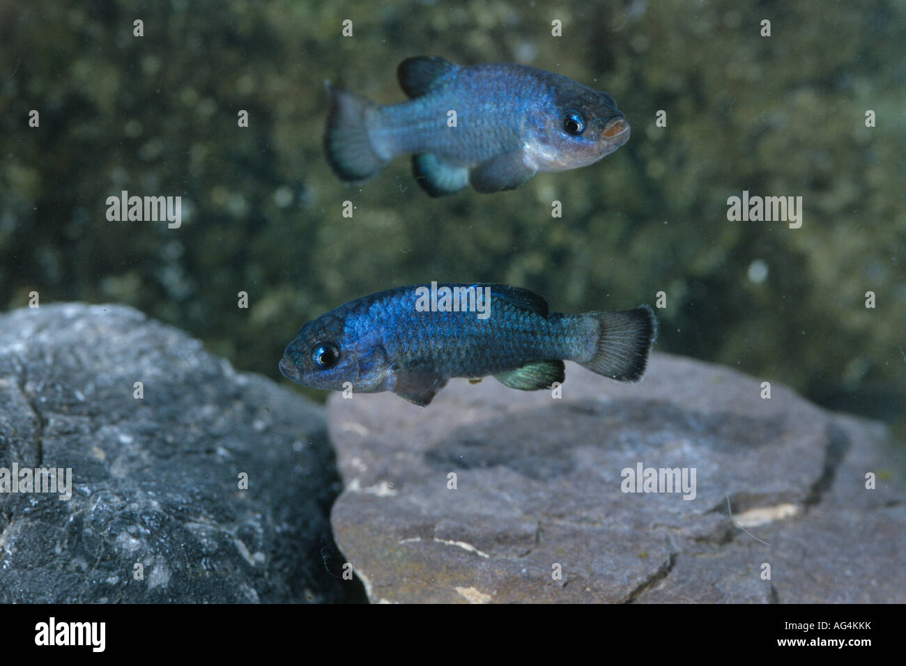 Devil's Hole Pupfish (Cyprinodon diabolis), two fish, portrait Stock ...