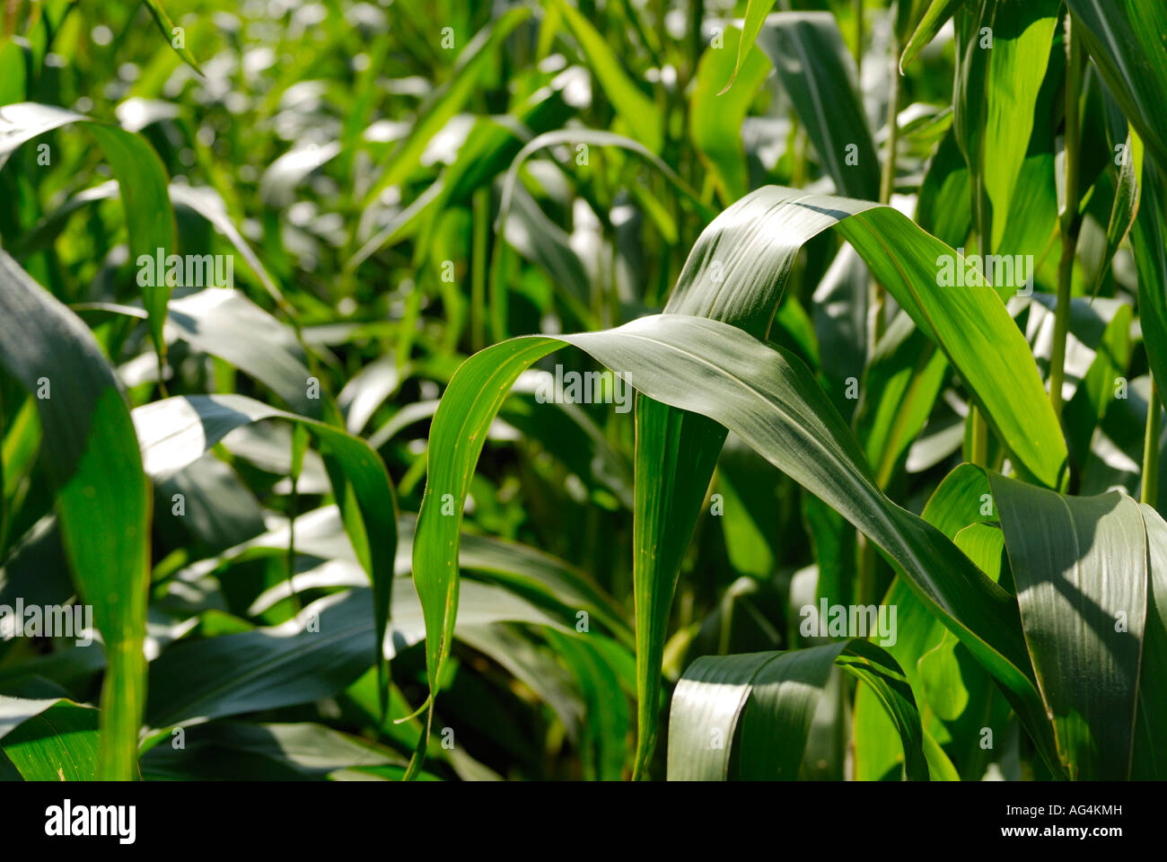 Yellow dent field corn hi-res stock photography and images - Alamy