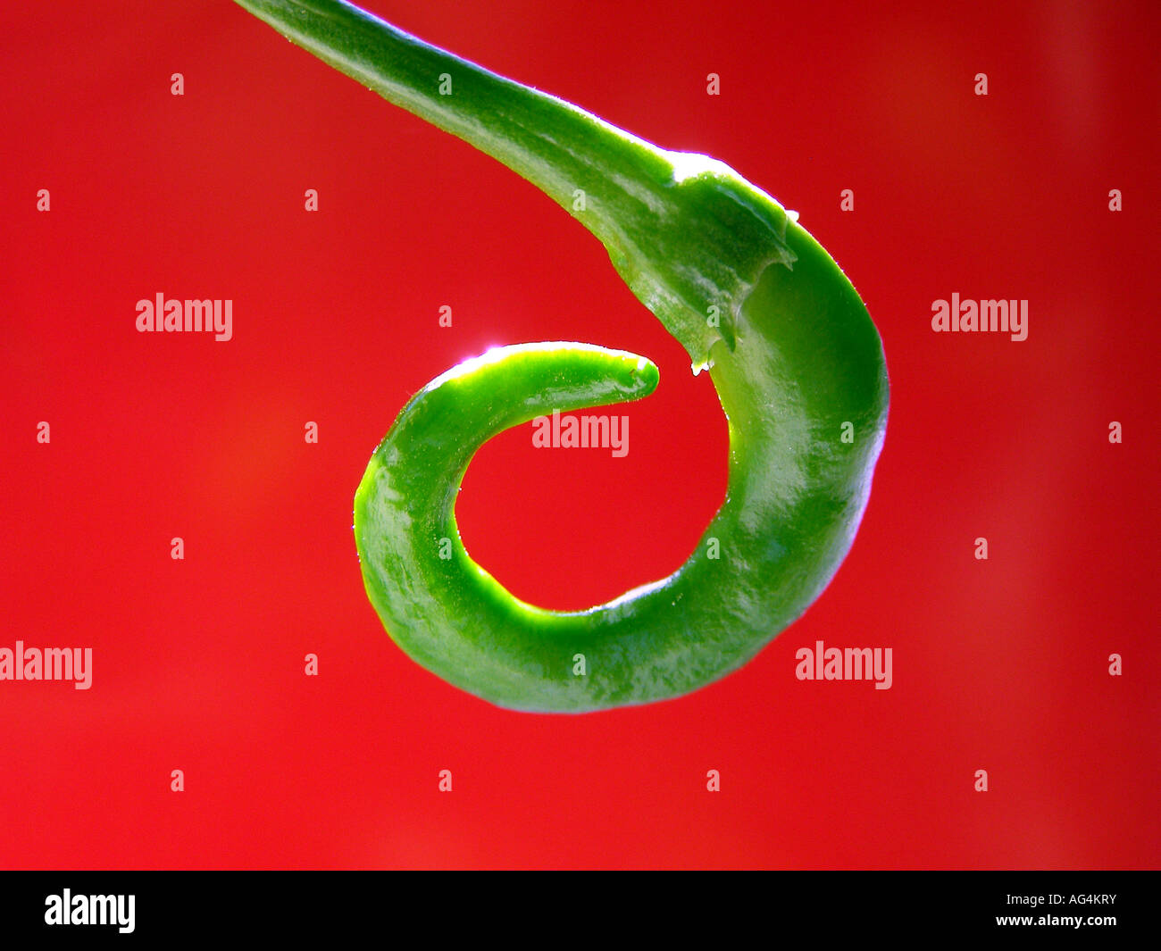 brightly lit green chilli pepper curling into a spiral against a fiery ...