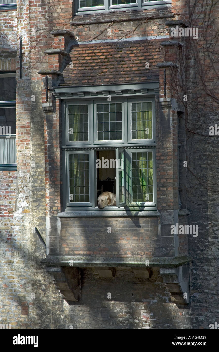 Canal side window with a sleeping dog Bruges Belgium Stock Photo - Alamy