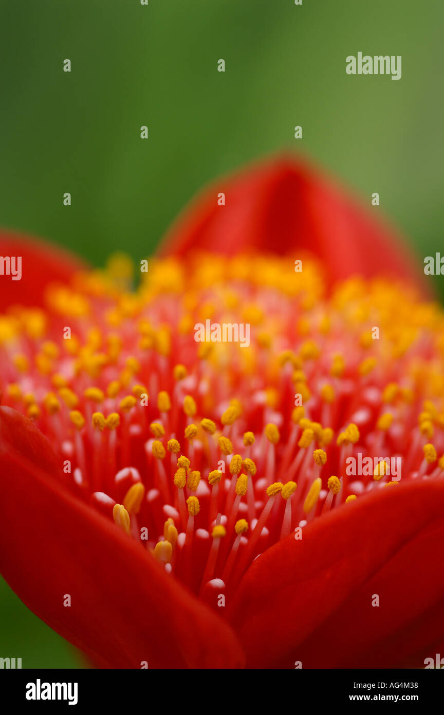 Blood flower hi-res stock photography and images - Alamy