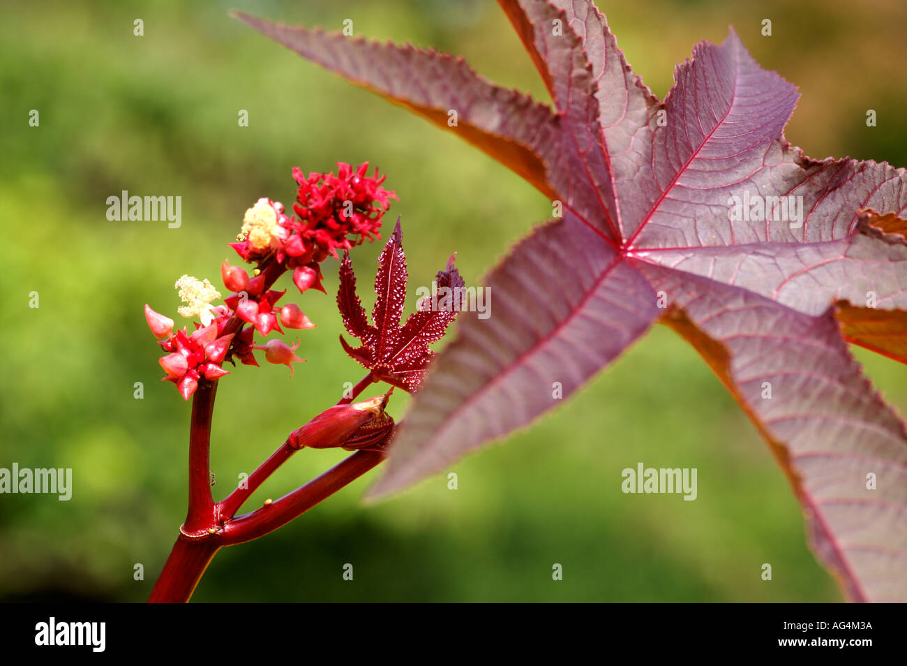 Ricinus communis Castor Bean flower Stock Photo - Alamy