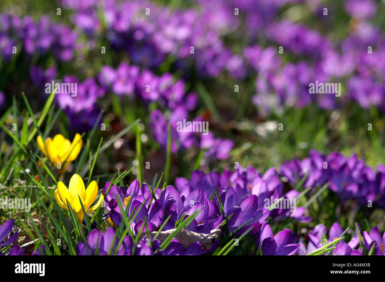 Purple flower of crocus crocus sp hi-res stock photography and images ...