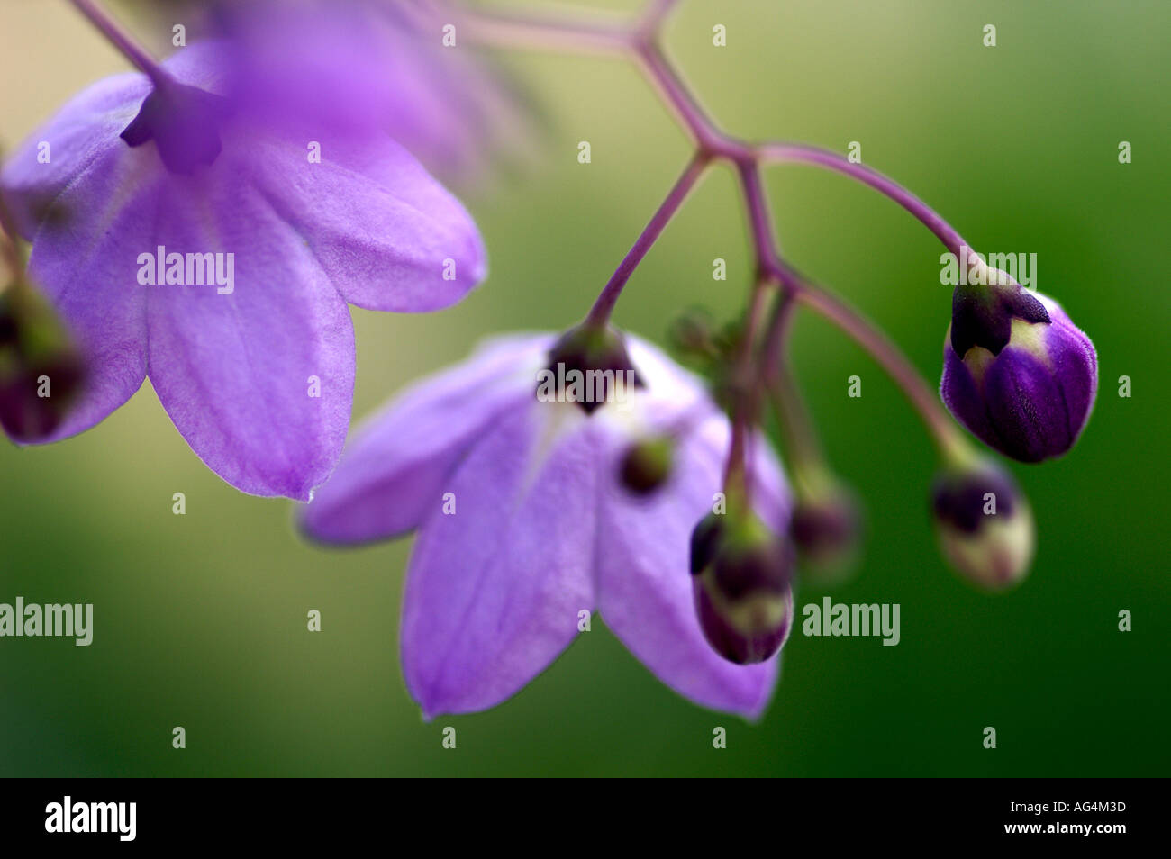 Melanoxylon Flowers High Resolution Stock Photography and Images - Alamy