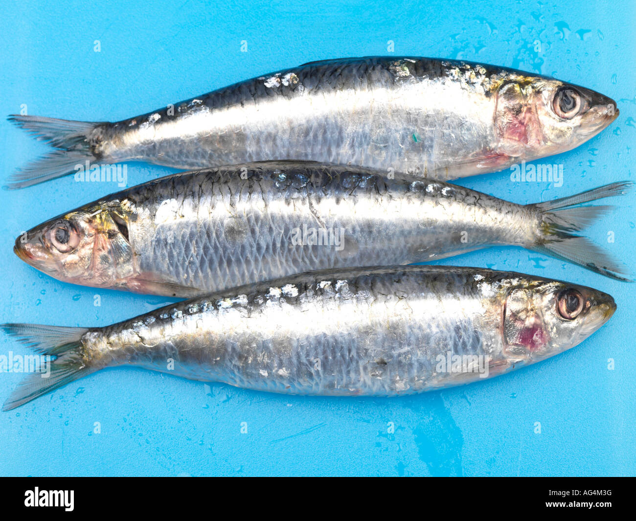 Heads of sardines hi-res stock photography and images - Alamy