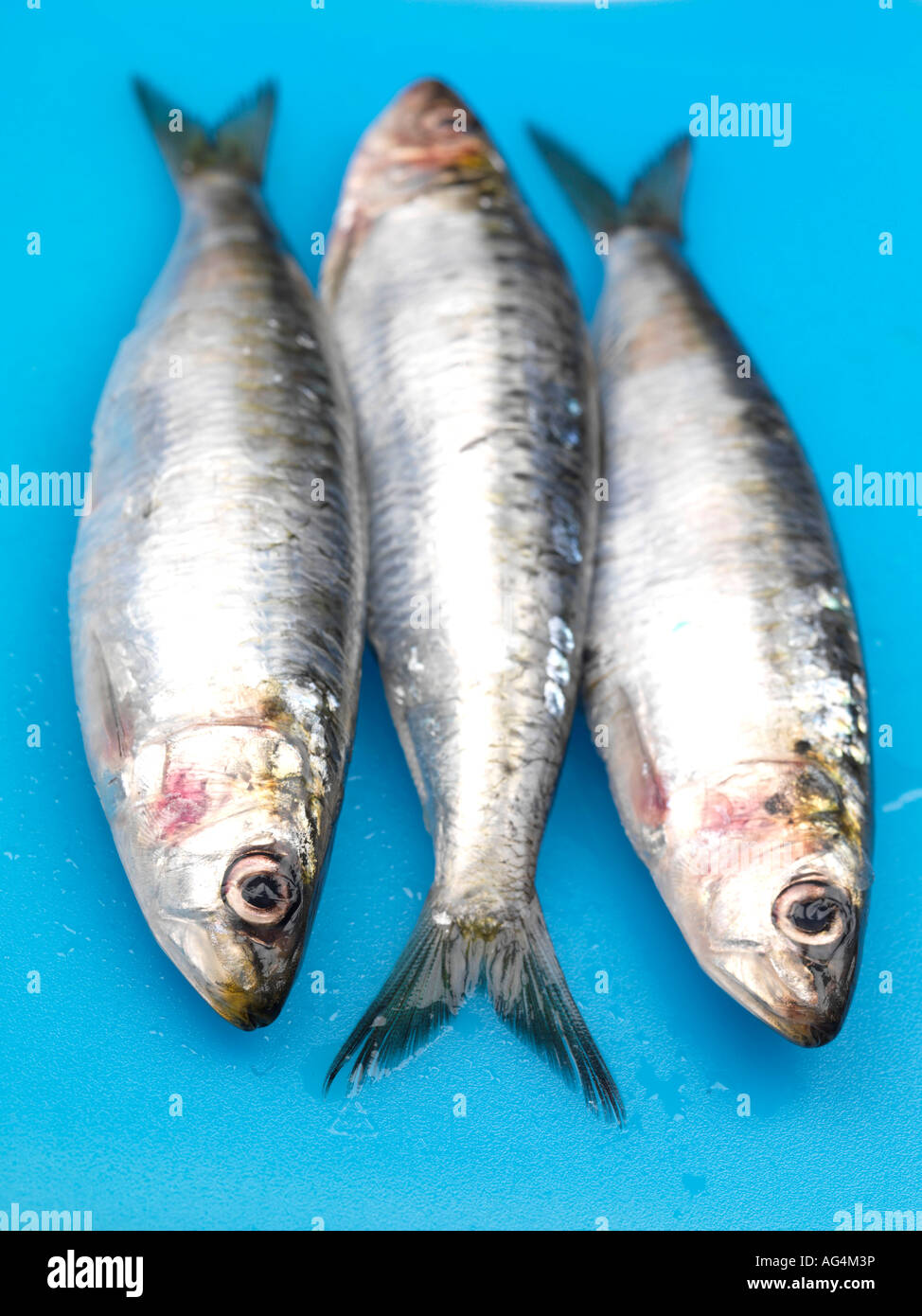 Heads of sardines hi-res stock photography and images - Alamy