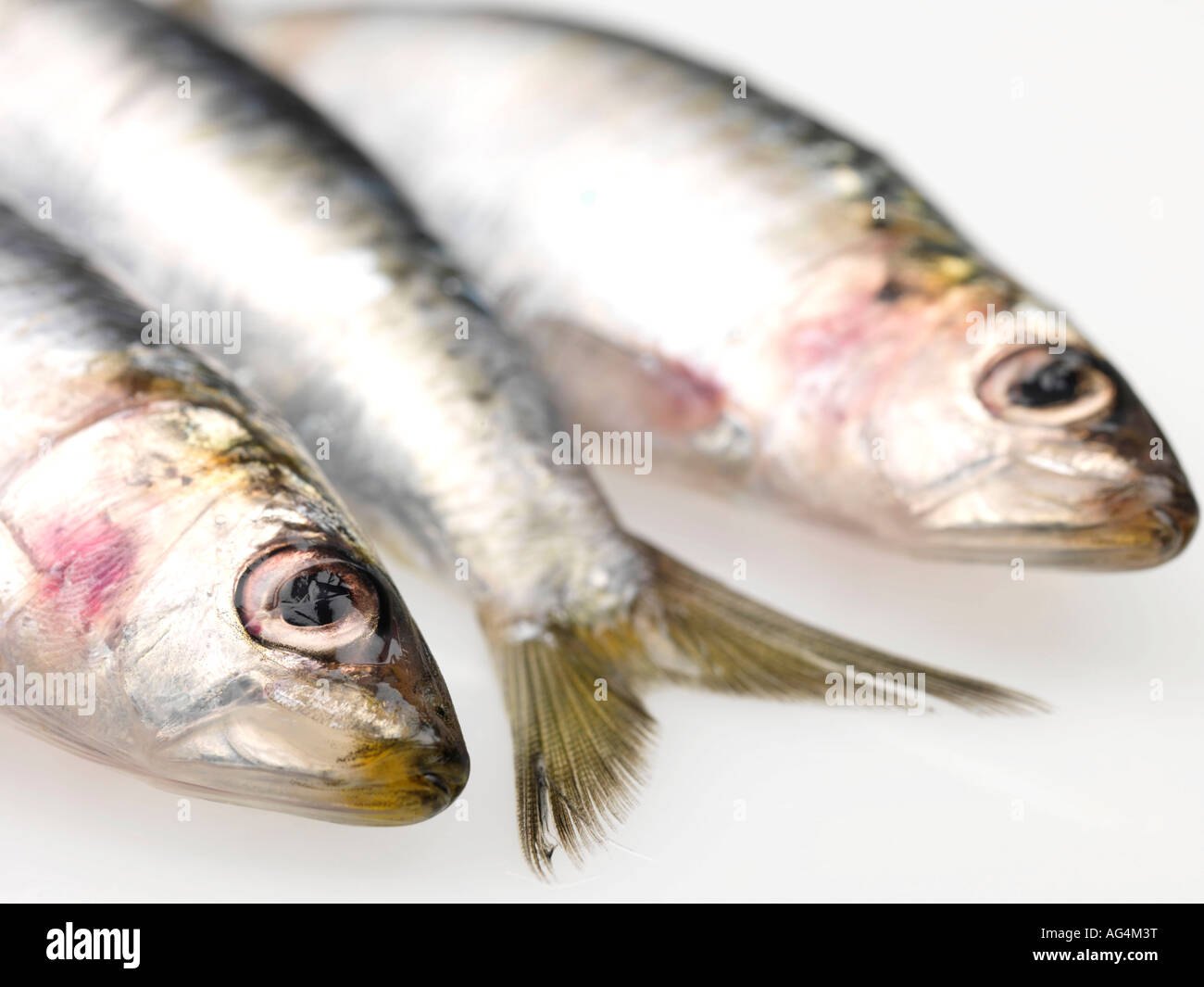 Heads of sardines hi-res stock photography and images - Alamy
