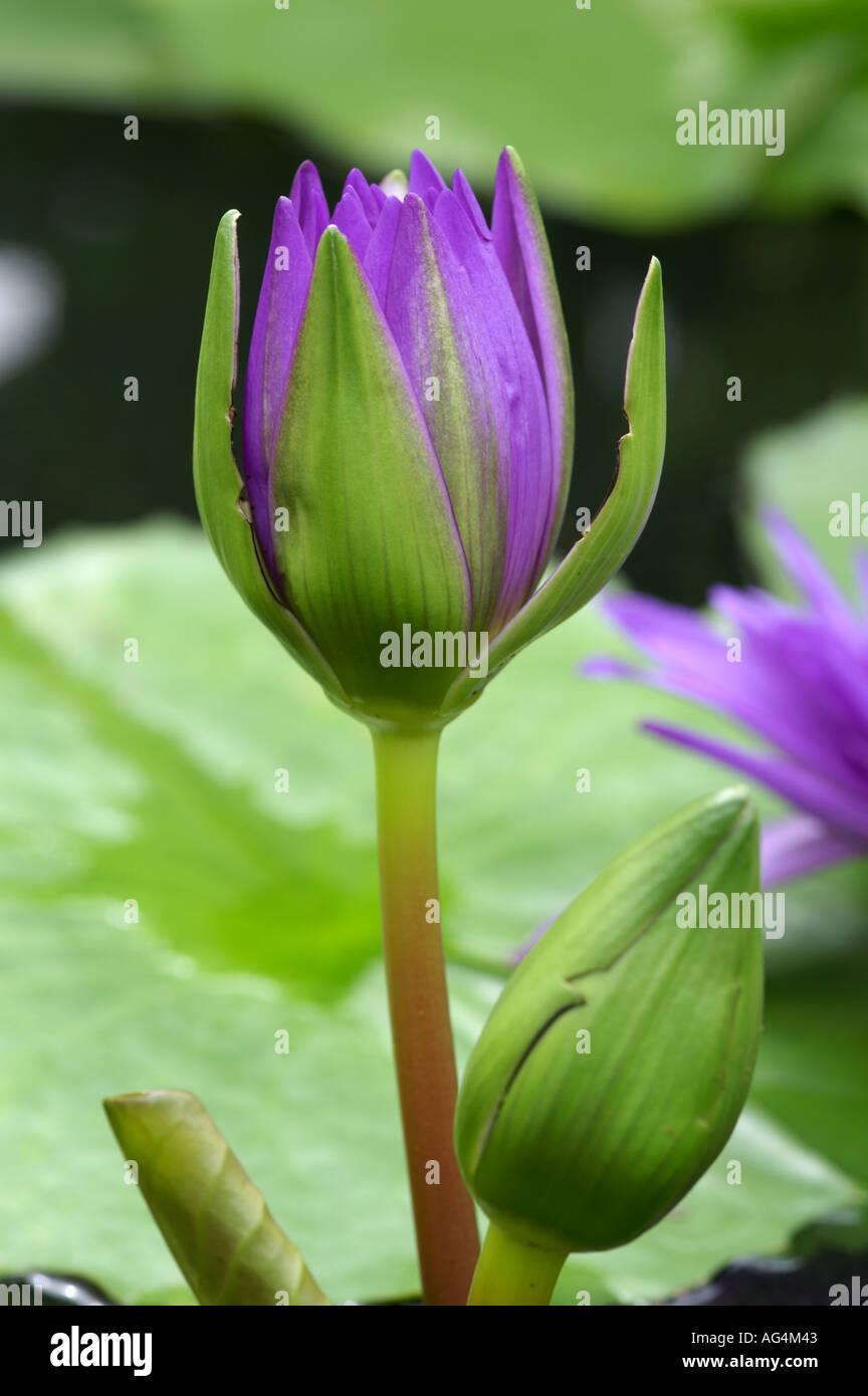 Nymphae Blue Bonanza Water lilly bloom Stock Photo - Alamy