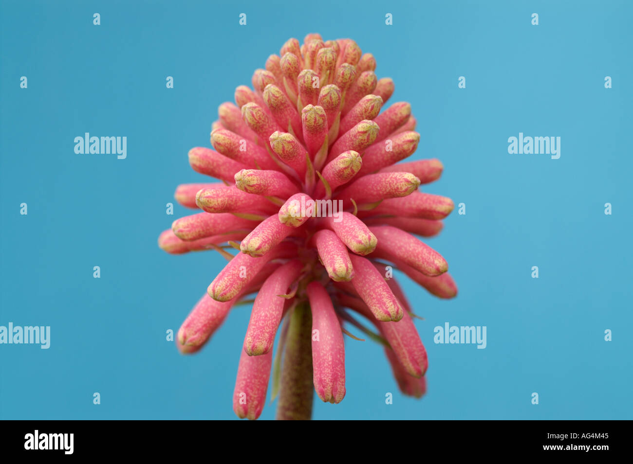 Veltheimia flower hi-res stock photography and images - Alamy