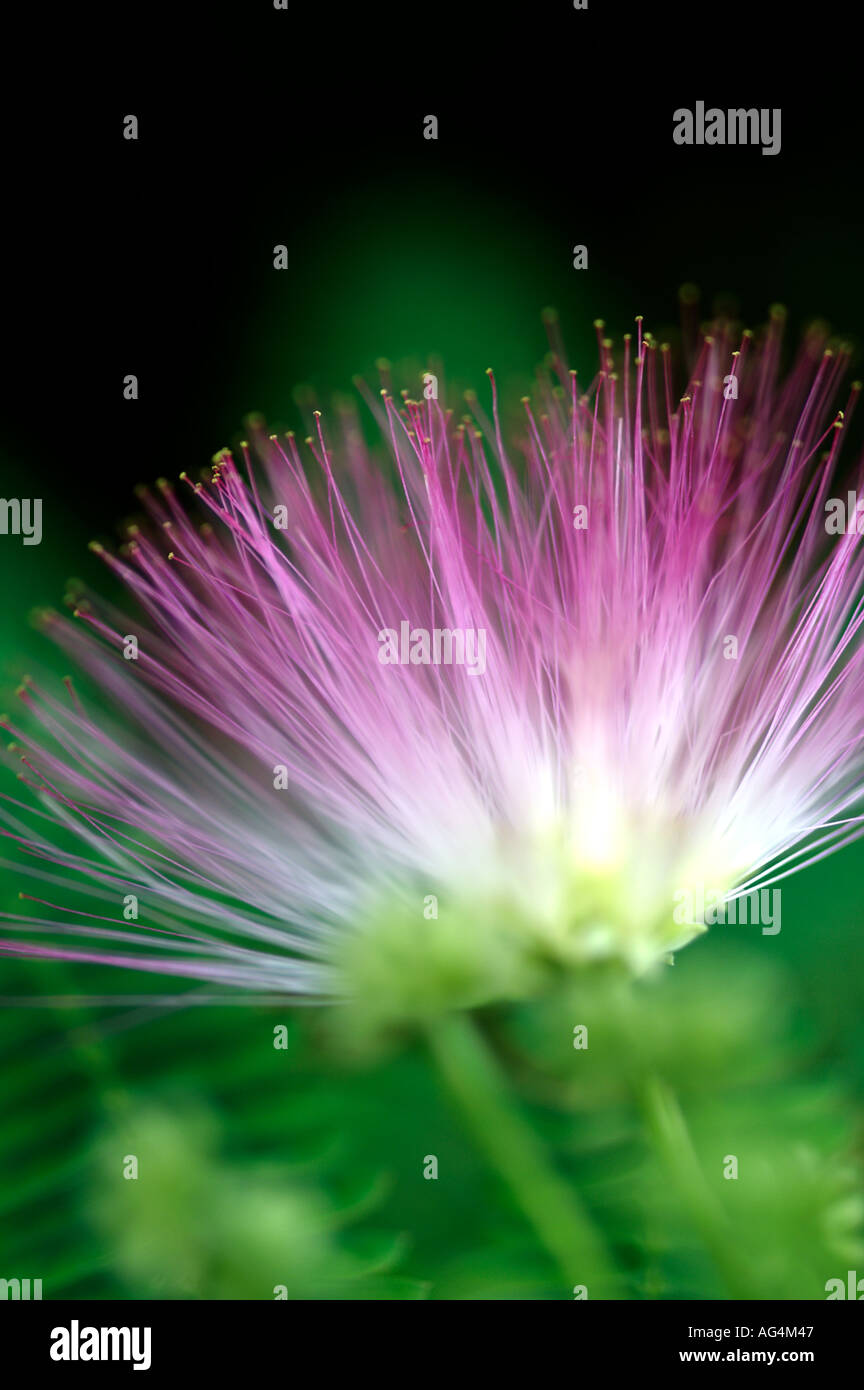 Albizia Julibrissin Persian Silk Tree, Pink Siris, Bastard Tamarind ...