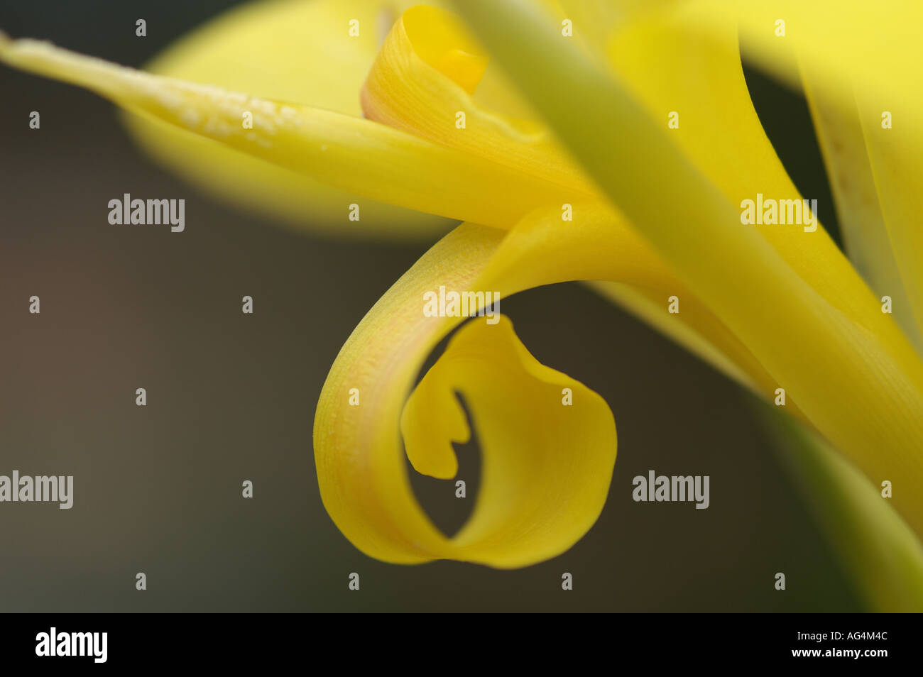 Canna Ra flower Stock Photo - Alamy