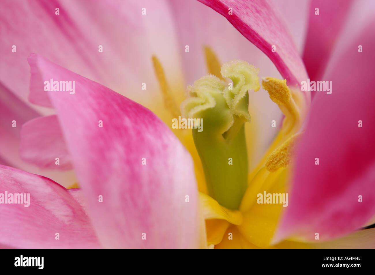 Leen hi-res stock photography and images - Alamy