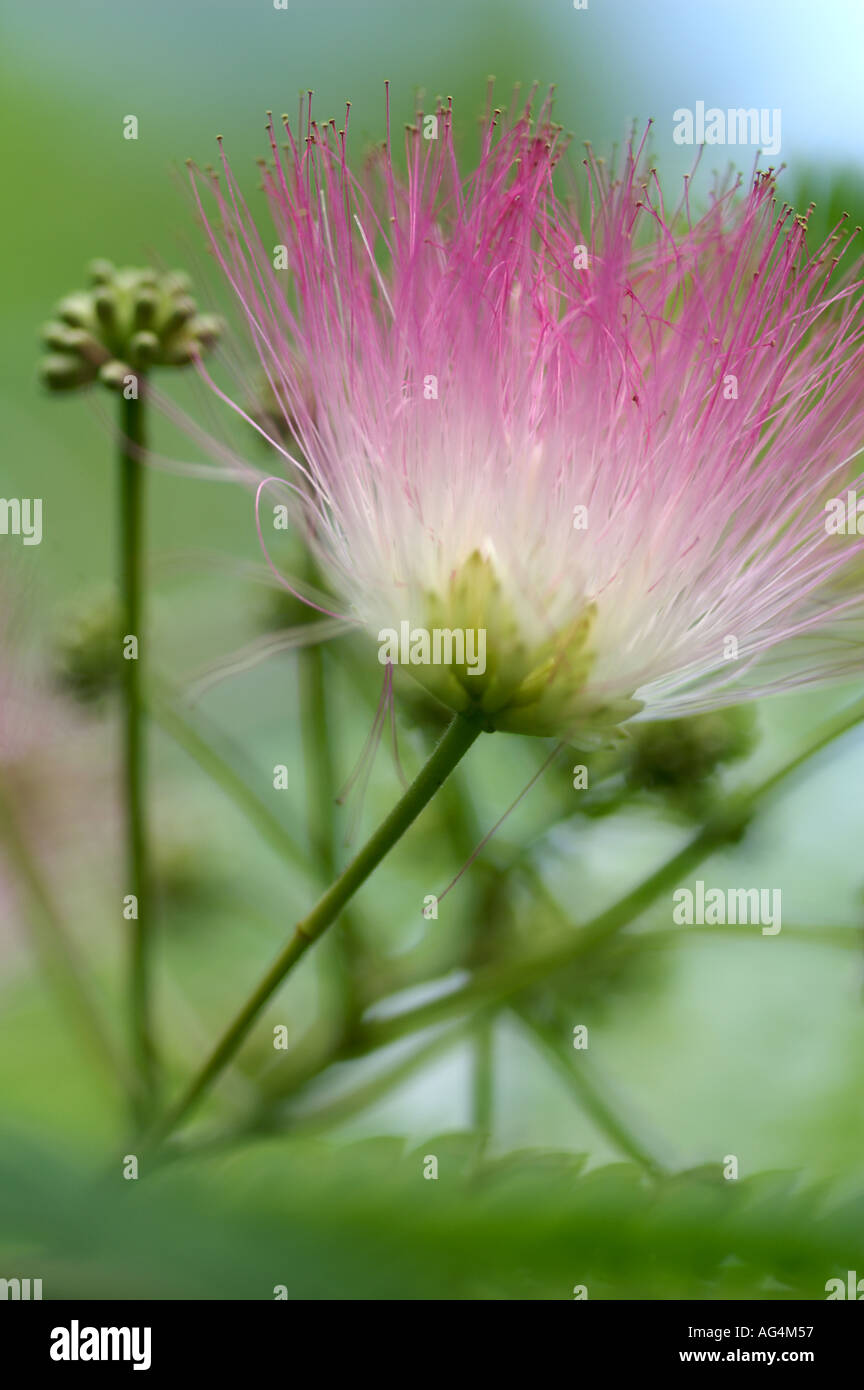 Albizia Julibrissin Persian Silk Tree, Pink Siris, Bastard Tamarind ...