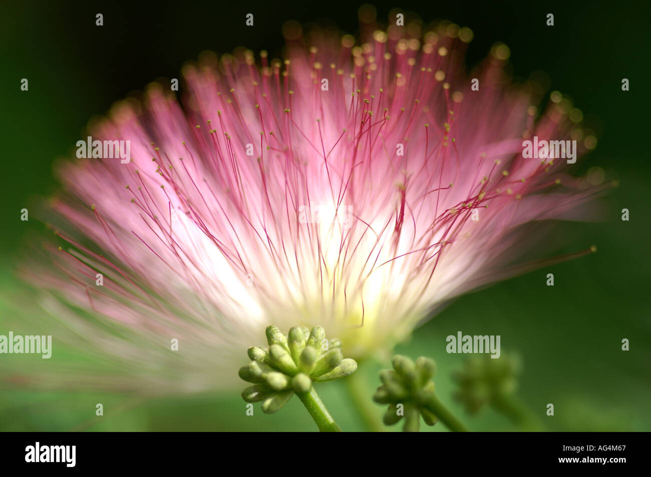 Albizia Julibrissin Persian Silk Tree, Pink Siris, Bastard Tamarind ...