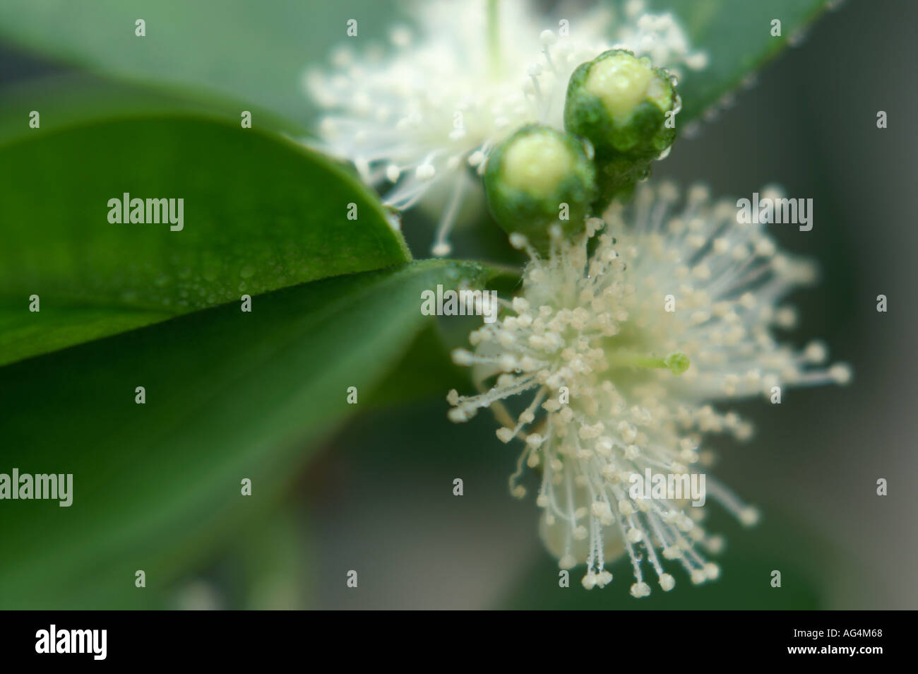 [Psidium littorale] [Cattley Guava] [Strawberry Guava] Stock Photo - Alamy
