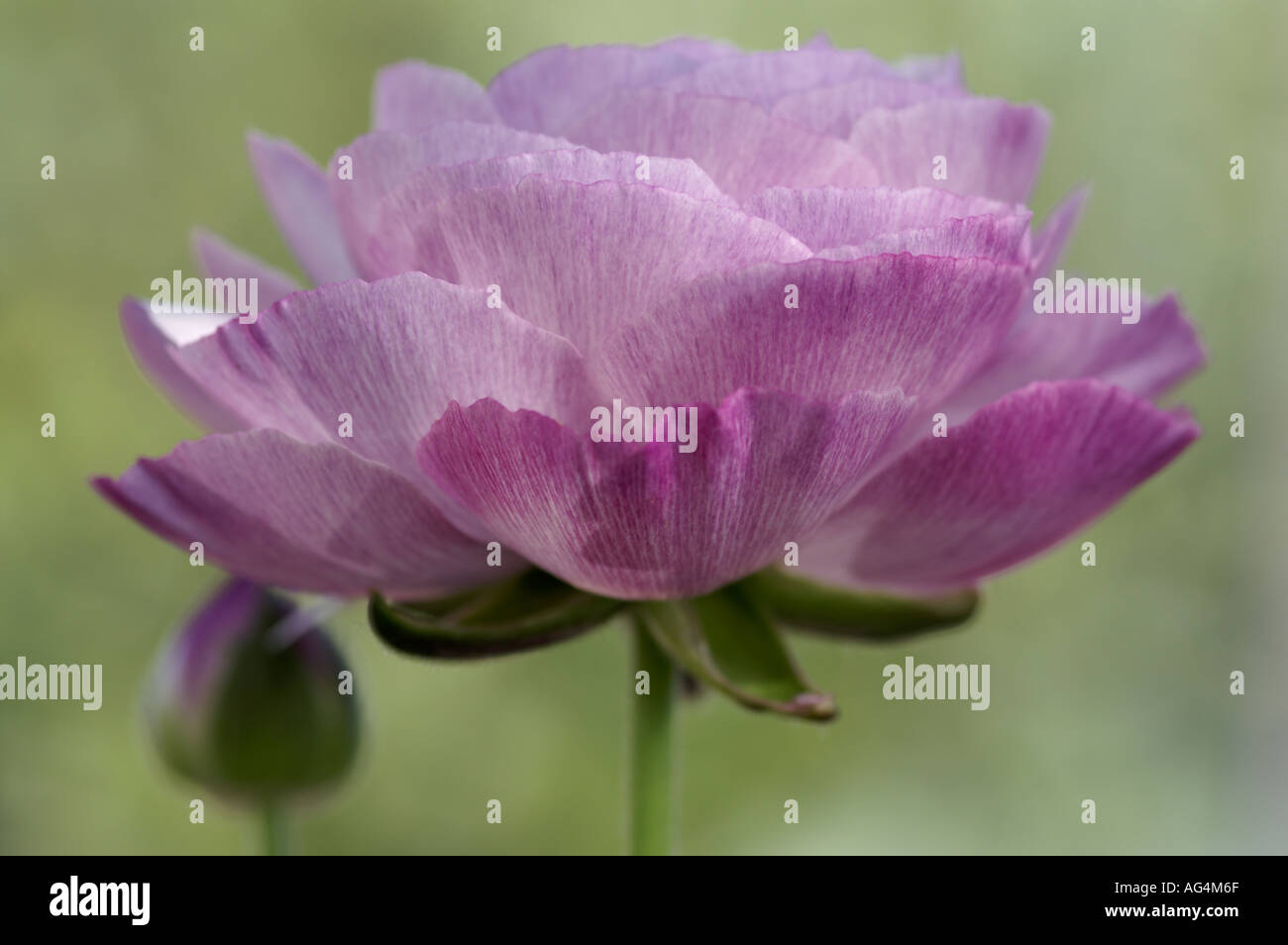 Ranunculus Bloomingdale Persian buttercup flower Stock Photo - Alamy