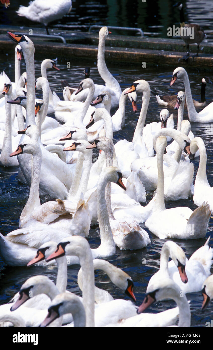 Alster lake in front hamburg hi-res stock photography and images - Alamy