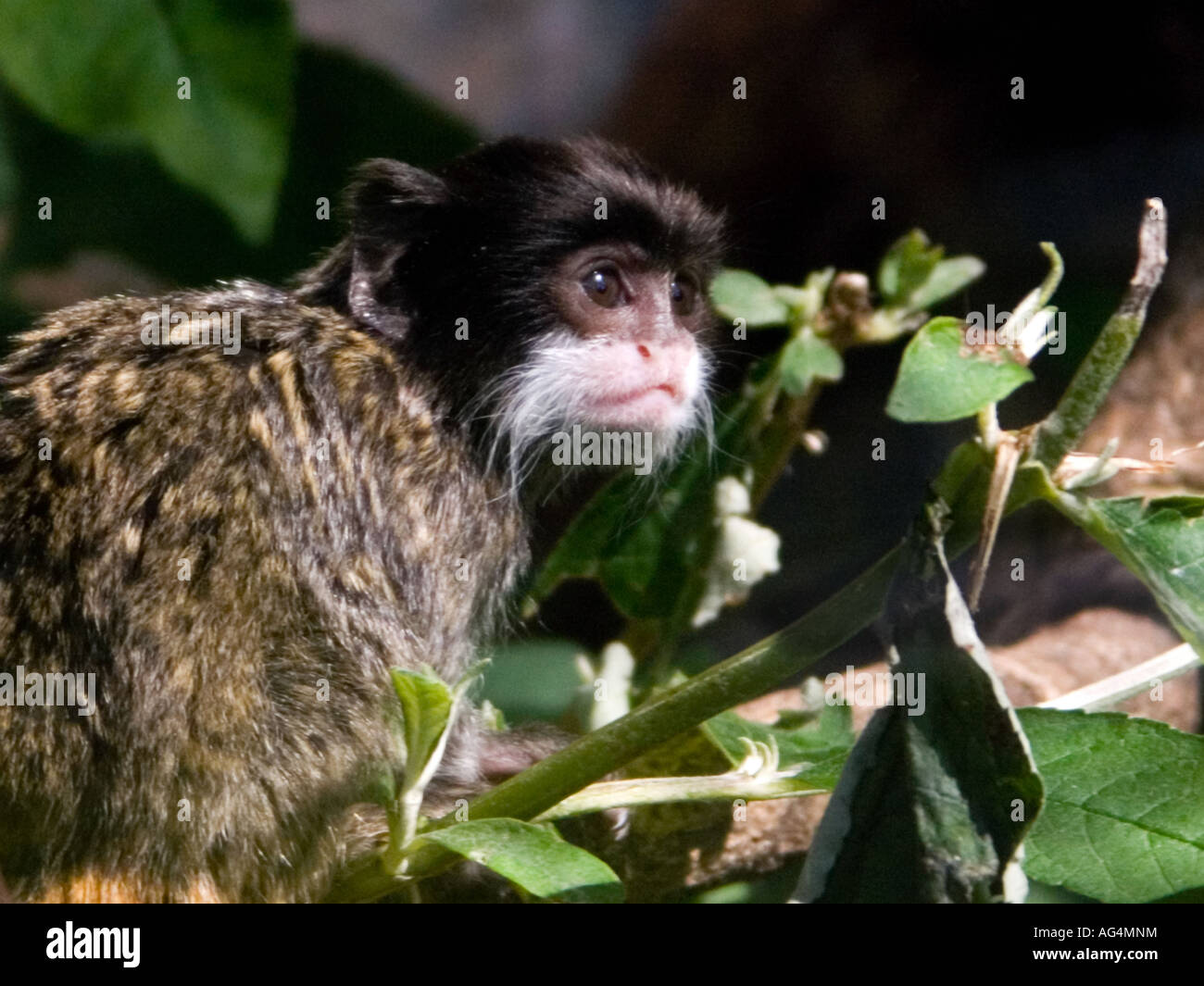Tamarins hi-res stock photography and images - Alamy
