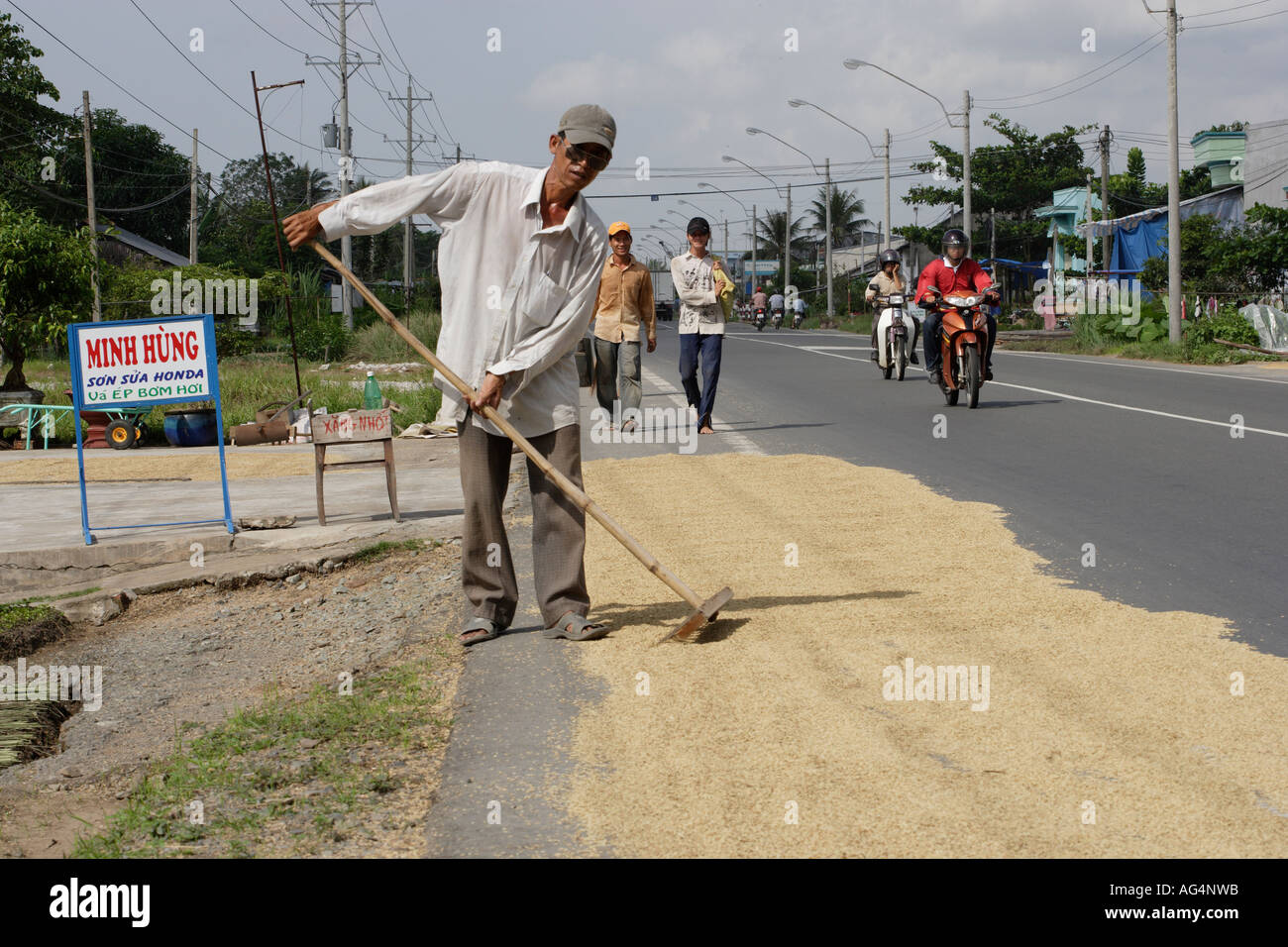 Rice paddy drying on road High Resolution Stock Photography and Images ...