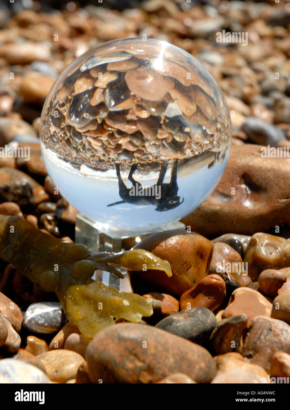 Dog reflected in glass ball crystal ball on seashore beach waves rock ...