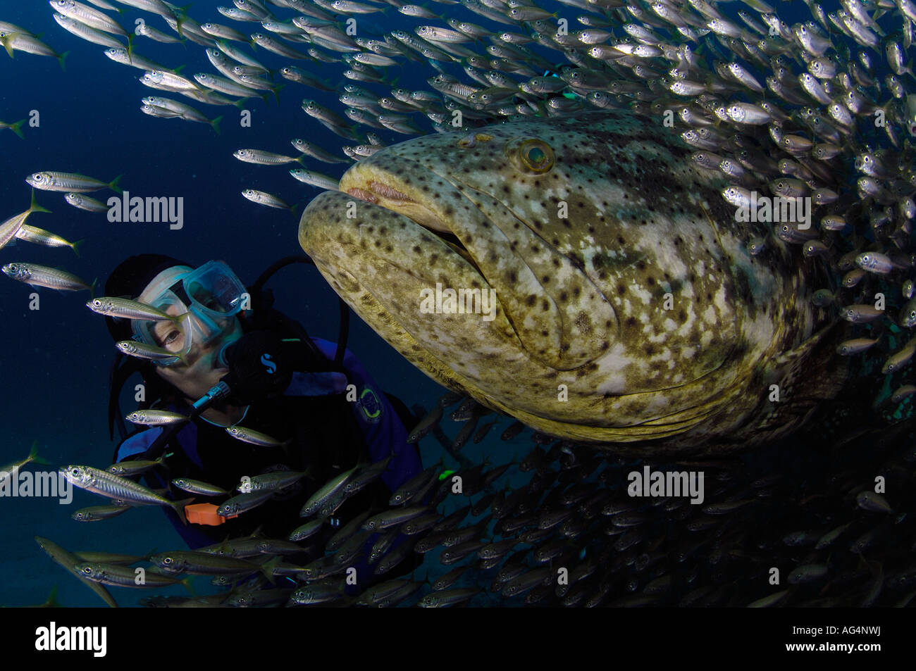 Scuba Diver and Goliath Grouper (Epinephelus itajara) during a spawning ...