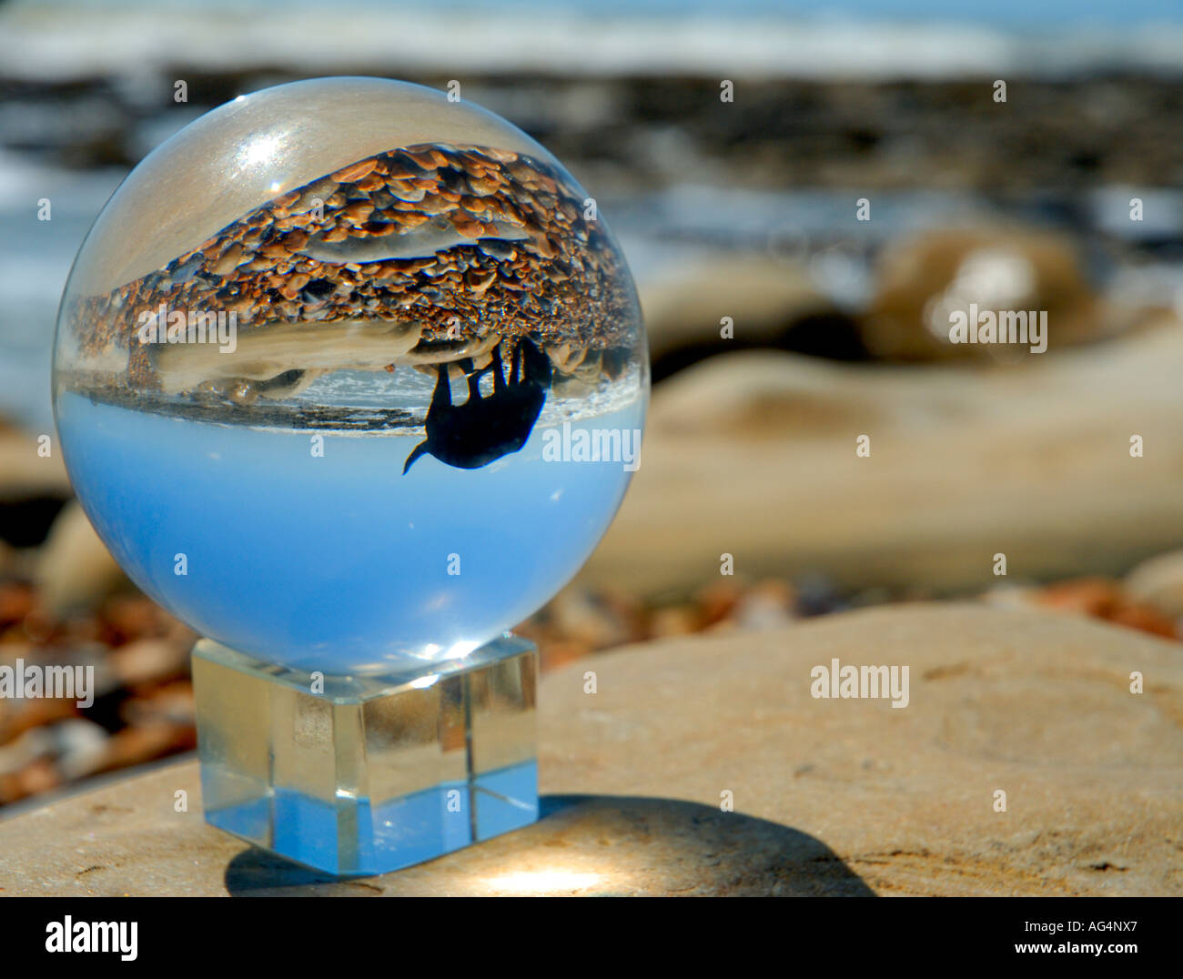 Dog reflected in glass ball crystal ball on seashore beach waves rock ...