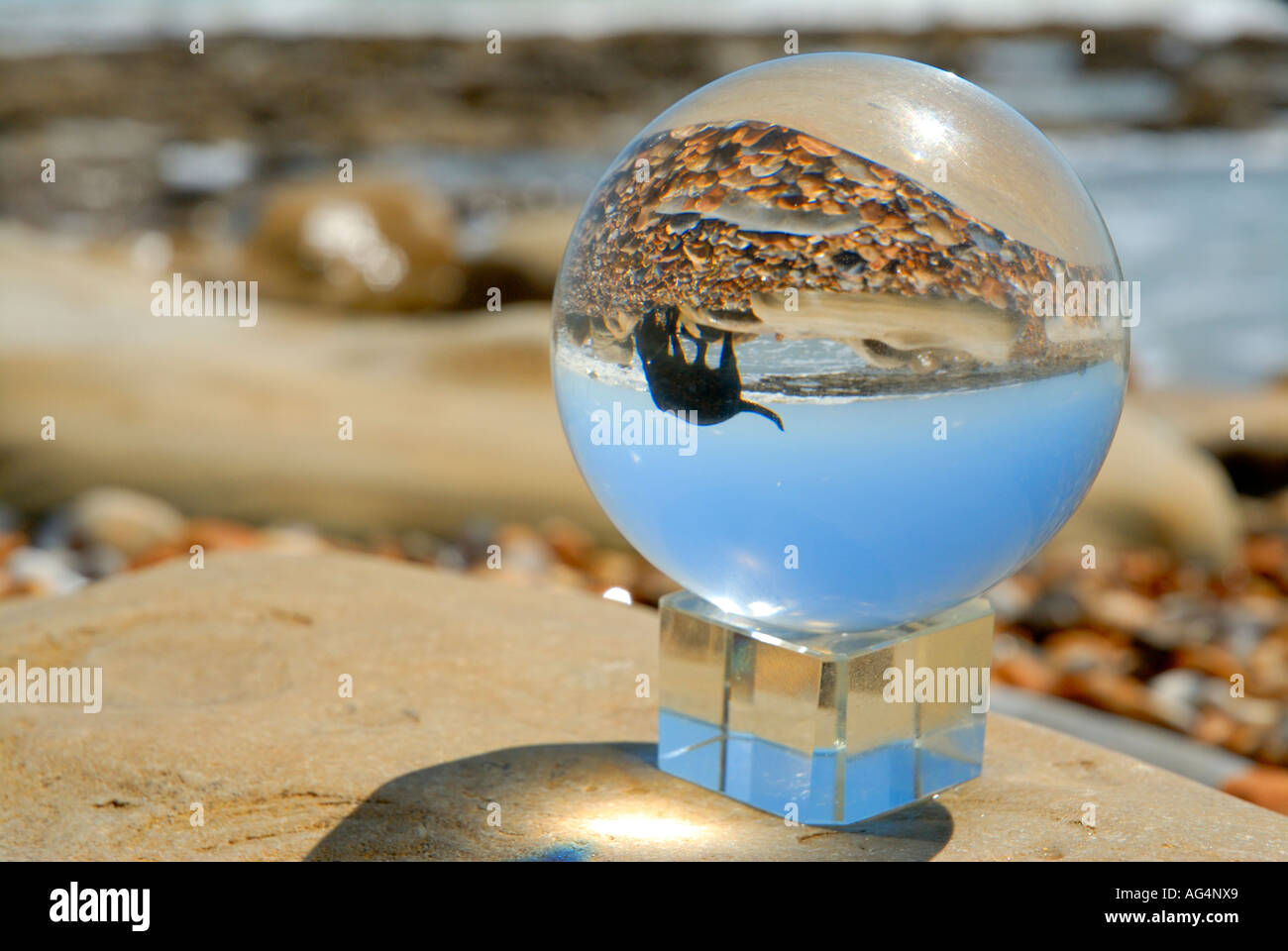 Dog reflected in glass ball crystal ball on seashore beach waves rock ...