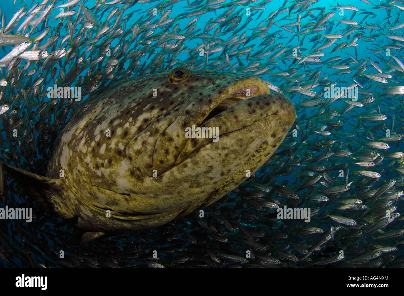 A Goliath Grouper (Epinephelus itajara) surrounded by Cigar Minnows ...