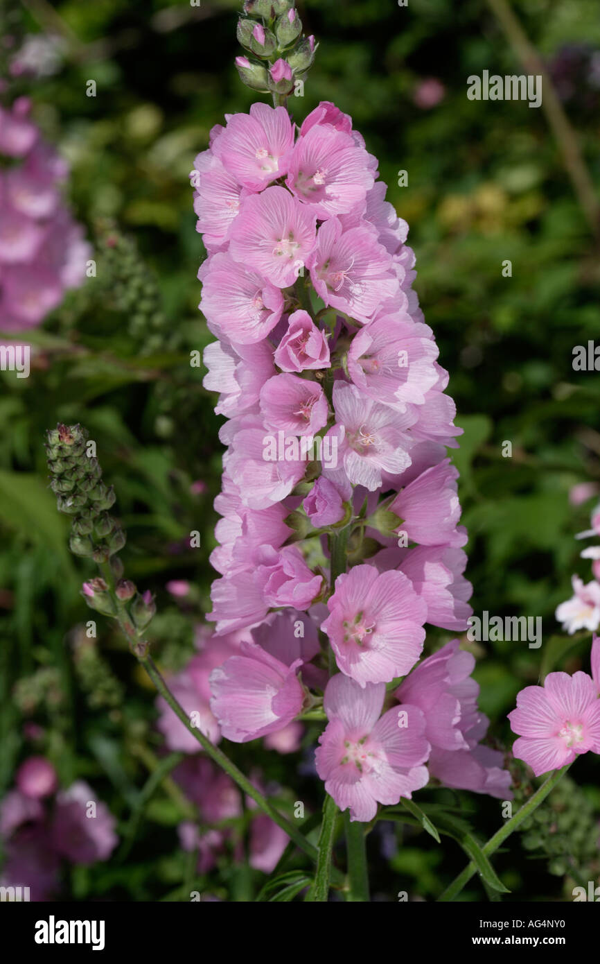 Pink hollyhock bloom hi-res stock photography and images - Alamy