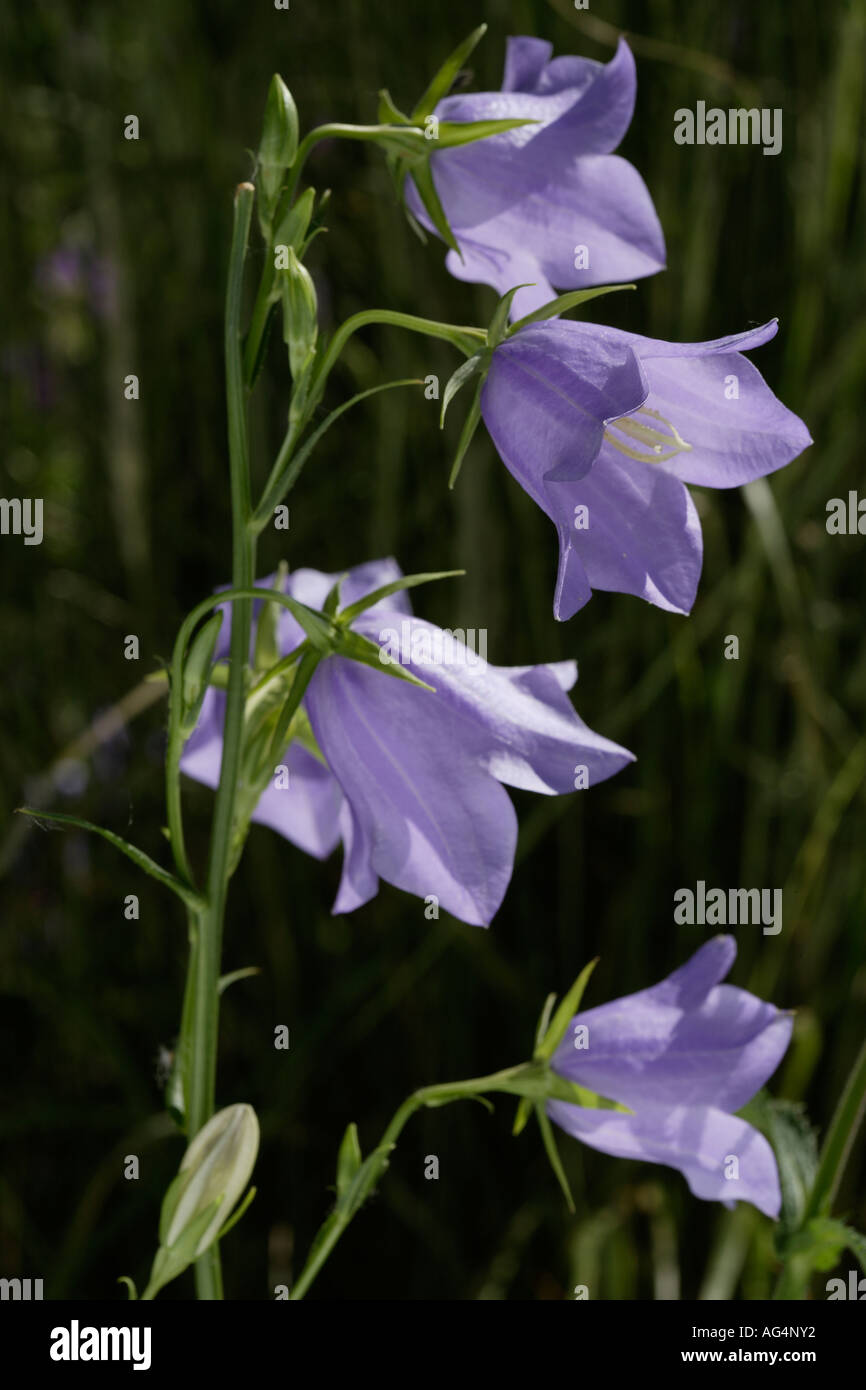 Bell flower hi-res stock photography and images - Alamy