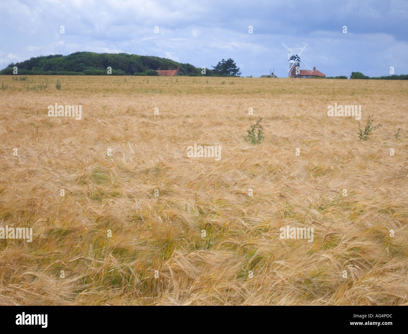 Norfolk windmill distant hi-res stock photography and images - Alamy