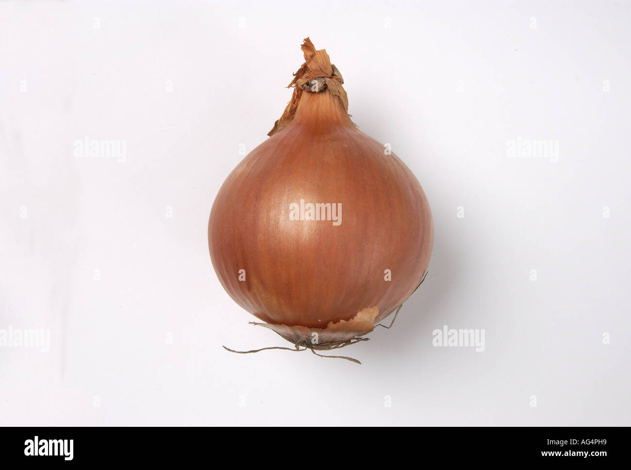 Oignon onion hi-res stock photography and images - Alamy