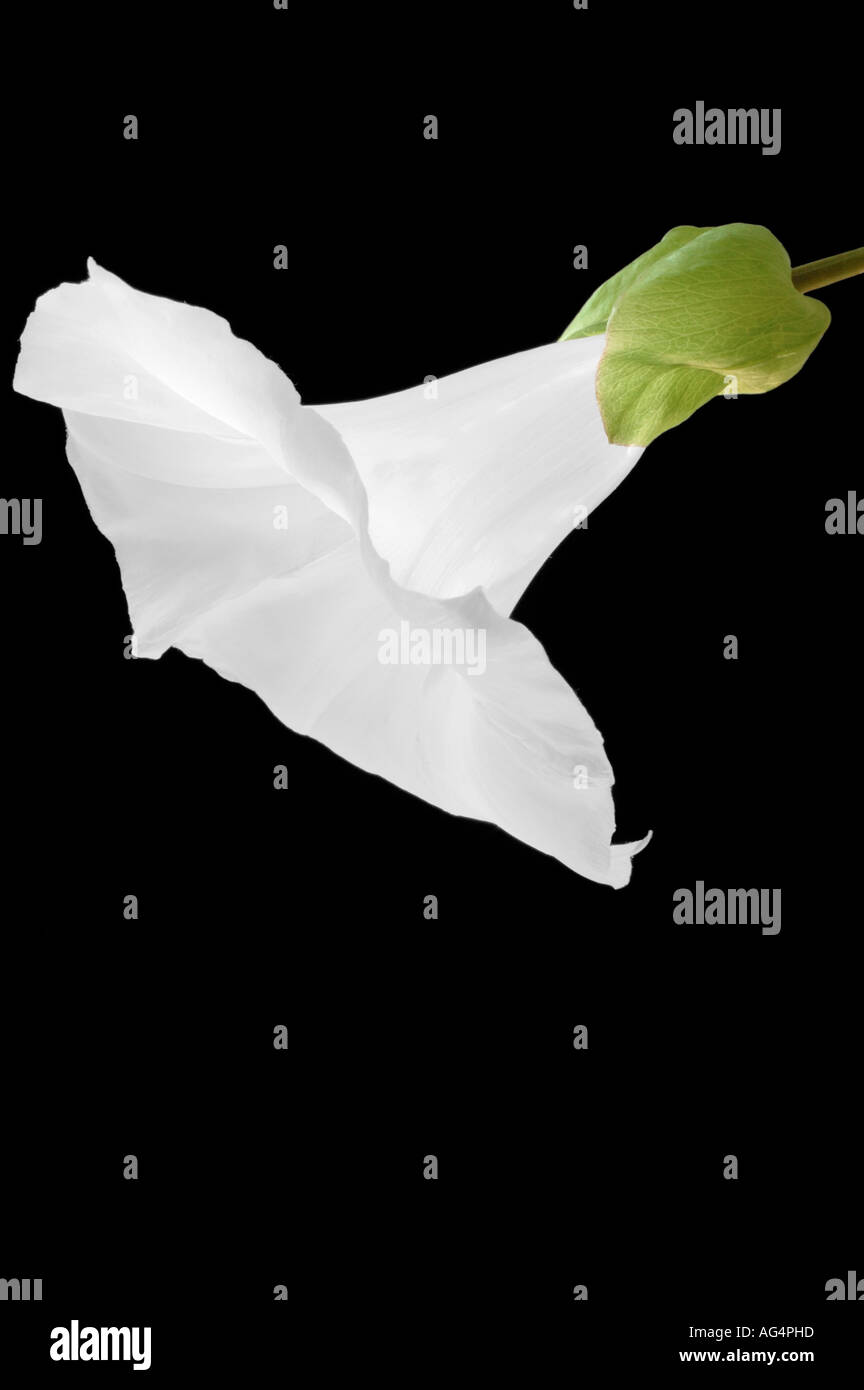 Hedge false bindweed calystegia sepium hi-res stock photography and ...