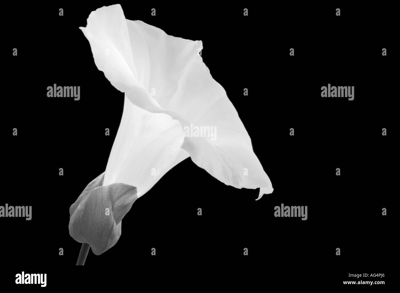 Hedge false bindweed calystegia sepium hi-res stock photography and ...