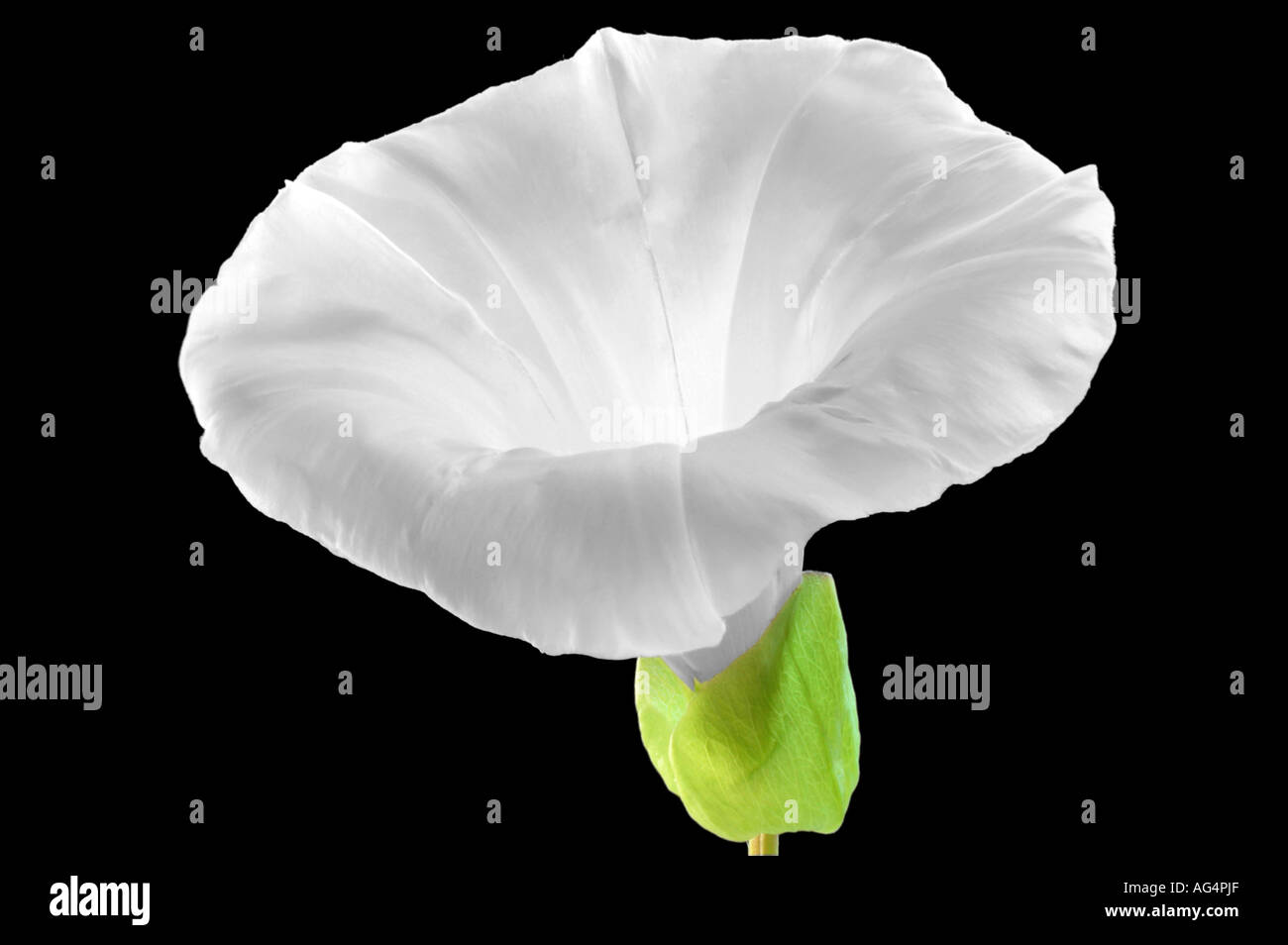 Hedge false bindweed calystegia sepium hi-res stock photography and ...