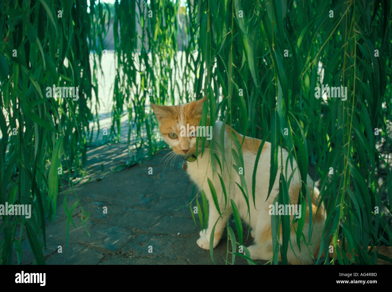 Sitting under willow tree hi-res stock photography and images - Alamy