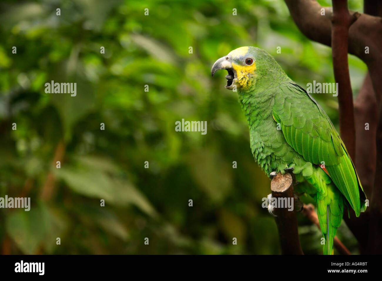 Squawking parrot hi-res stock photography and images - Alamy