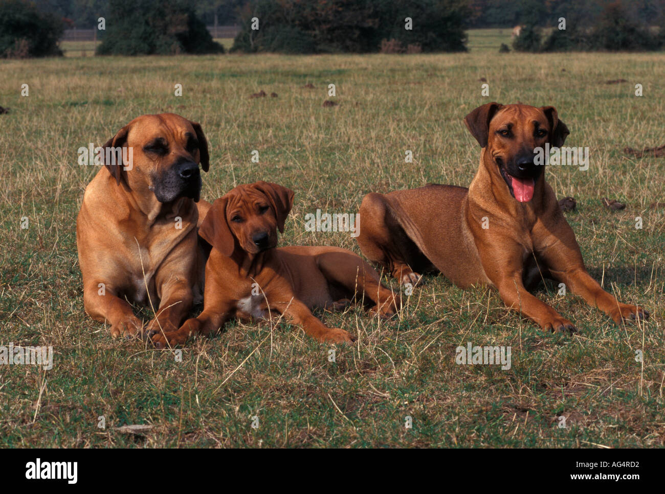 A family of Rhodesian Ridgeback dogs resting in a field Stock Photo - Alamy