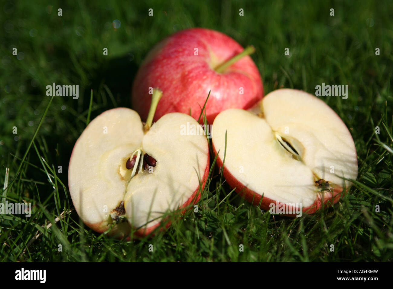 gala apples-low level landscape view in sunshine of two halves in front ...